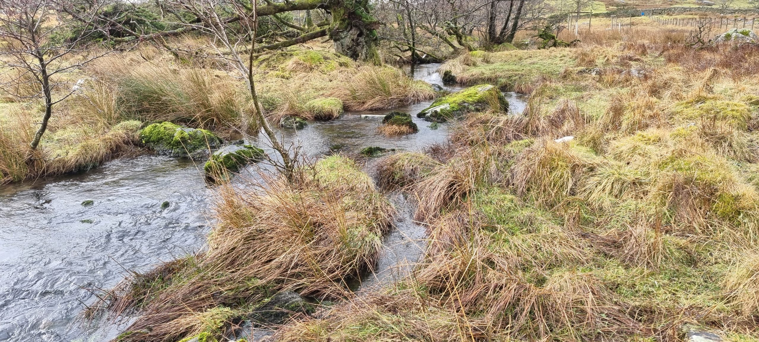 Dubbs Beck - River Restoration Volunteer Day - SCRT