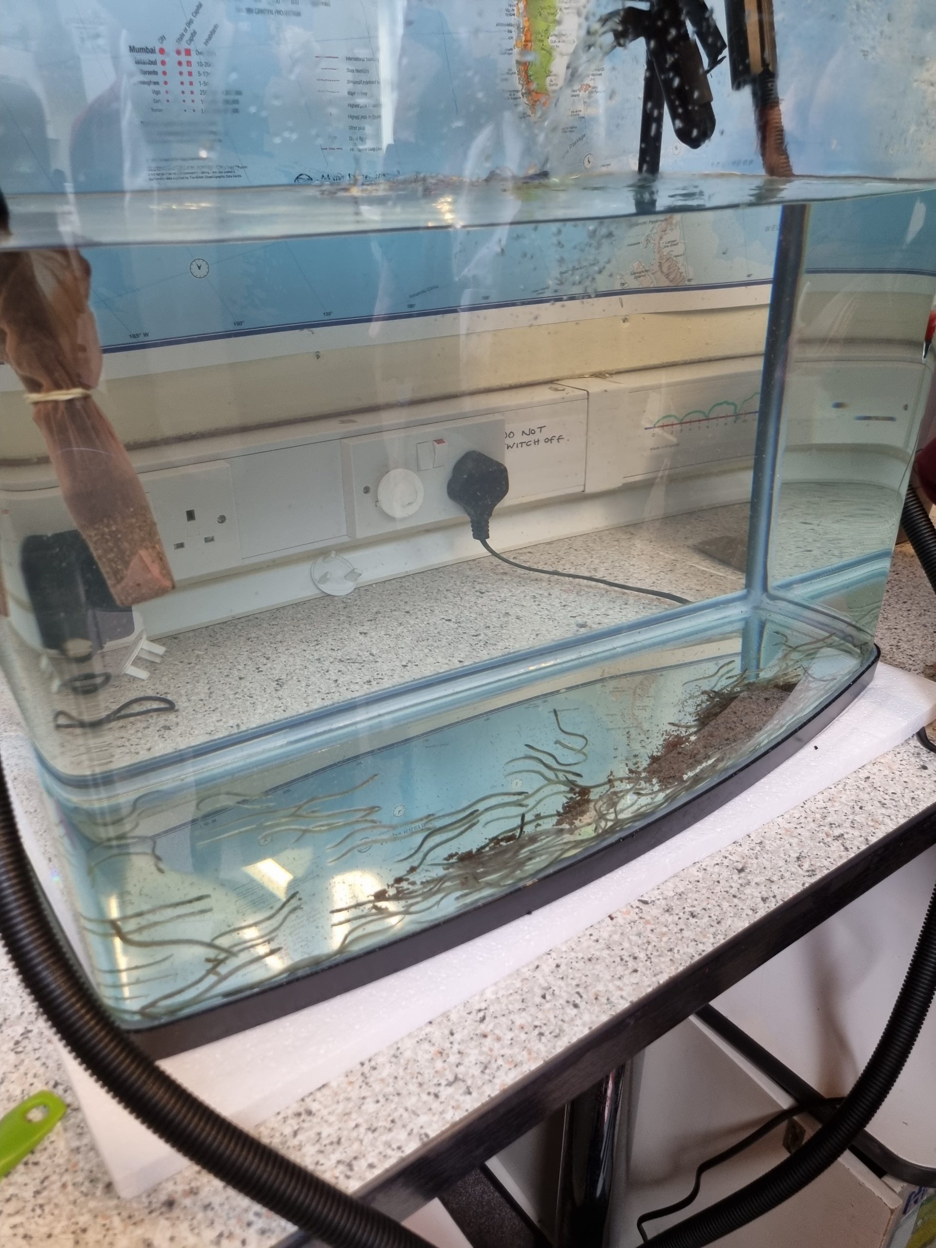 Eels in the Classroom - SCRT