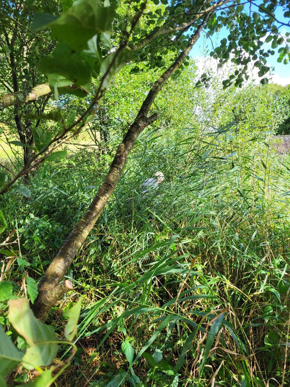 CaST Coppicing Day – YMCA - SCRT