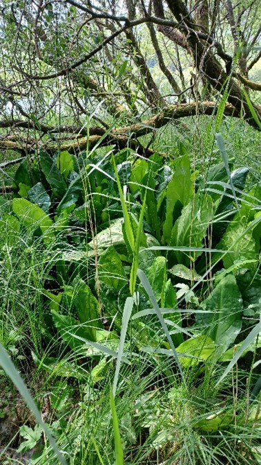 Identifying Invasives with Sammy - SCRT