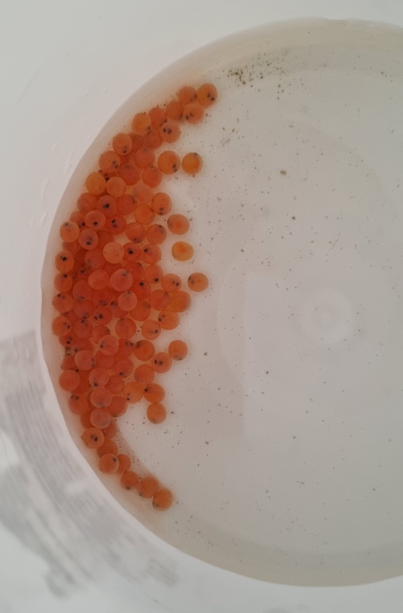 Trout in the Classroom - SCRT