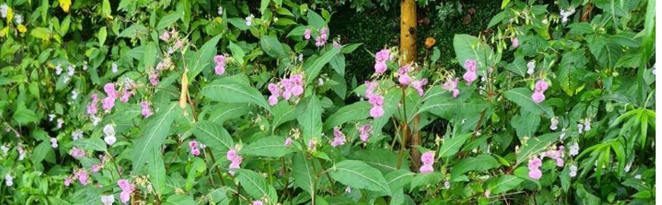 Pulling Himalayan balsam when in seed - SCRT