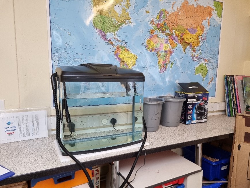 Eels in the Classroom - SCRT