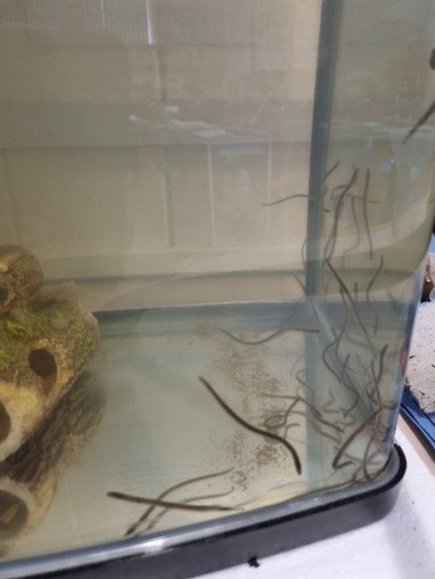 Eels in the Classroom - SCRT