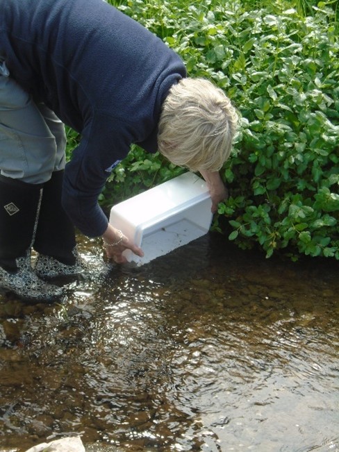 Eels in the Classroom - SCRT