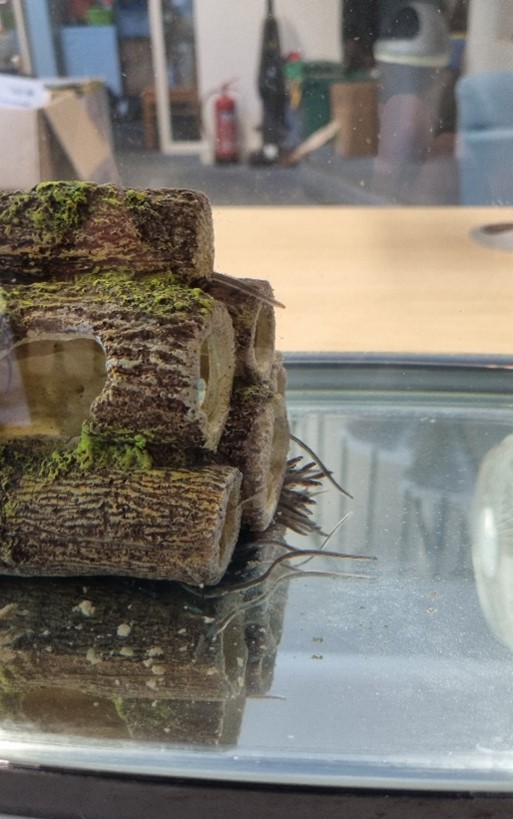 Eels in the Classroom - SCRT
