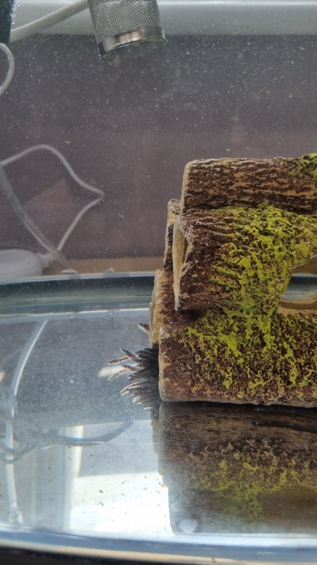Eels in the Classroom - SCRT
