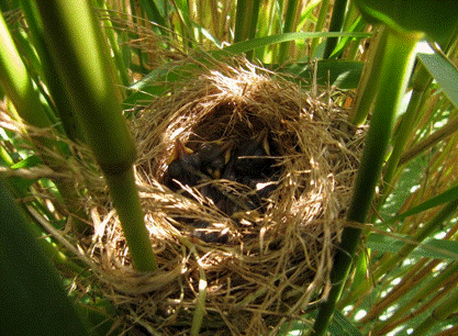 nesting birds in reeds - SCRT