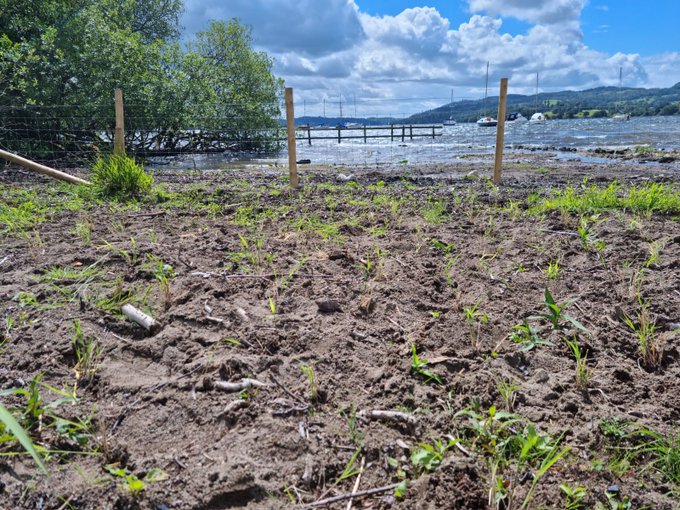 Reed planting around Windermere - SCRT