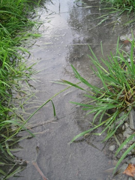 septic tank discharge - SCRT